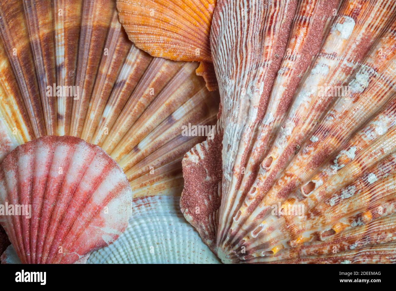 Close up sea shells hi-res stock photography and images - Alamy