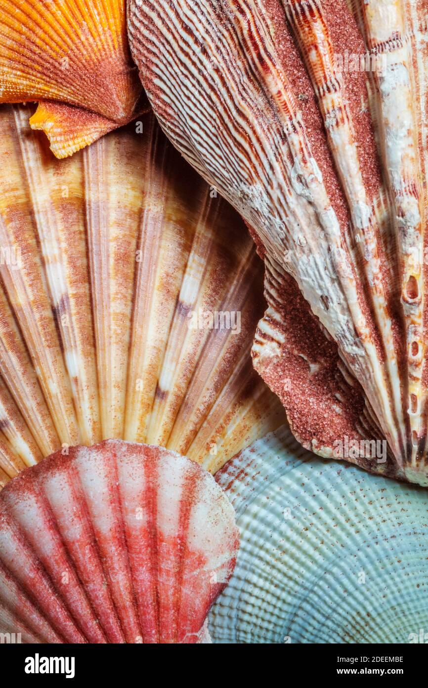 Close up sea shells hi-res stock photography and images - Alamy