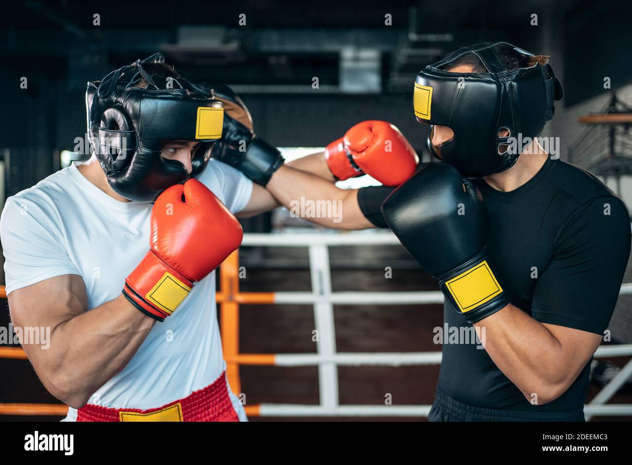 two muscle boxers sport man training and fighting on boxing ring at gym ...