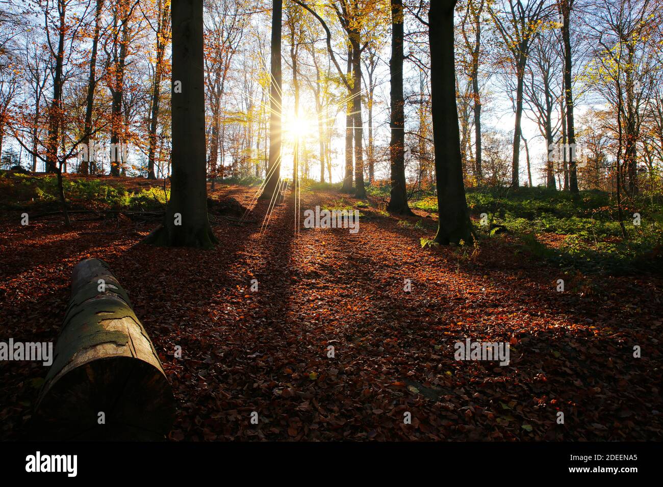 Panoramic view into german beech tree wood in autumn colors with ...