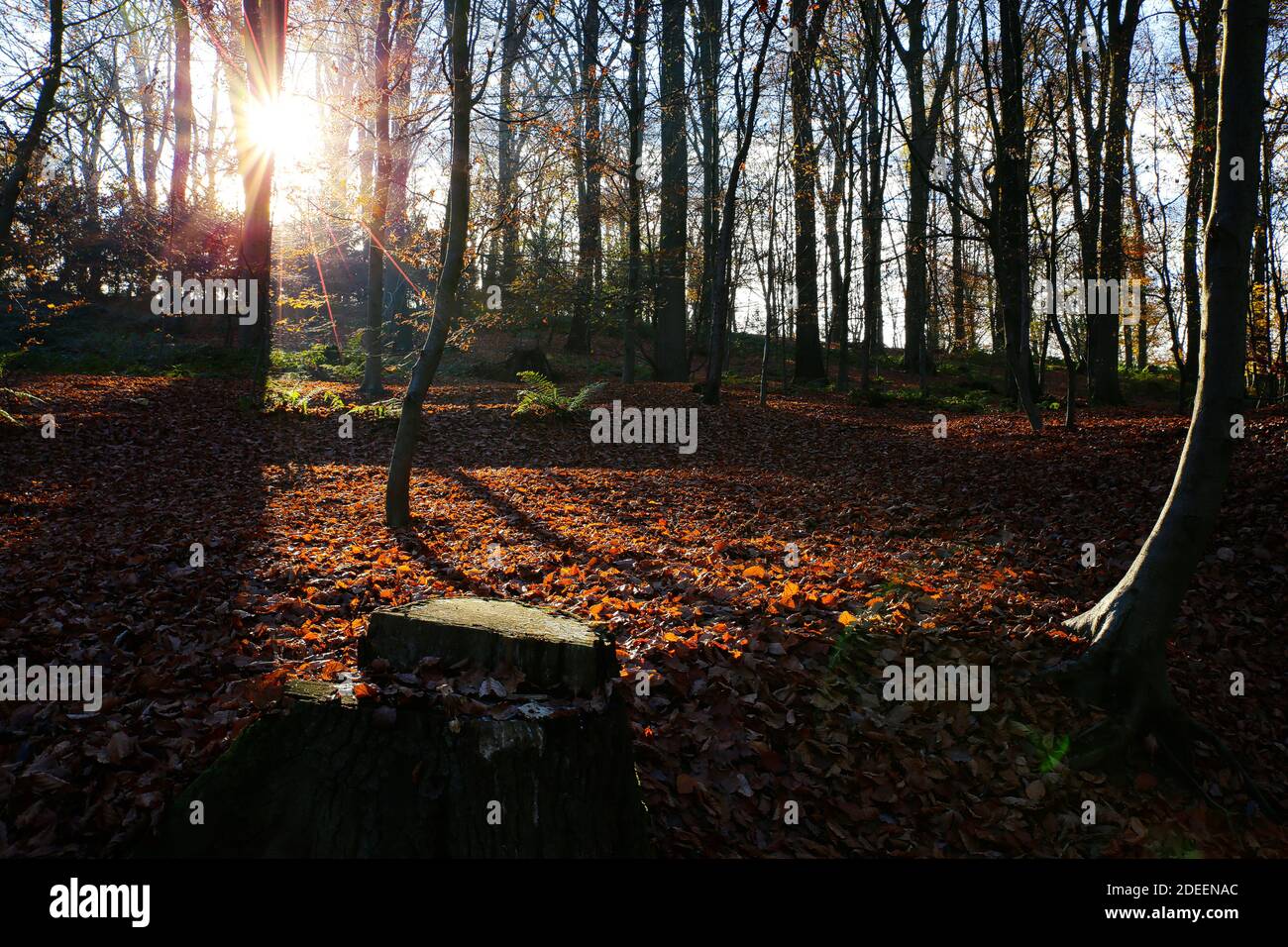 Panoramic view into german beech tree wood in autumn colors with ...
