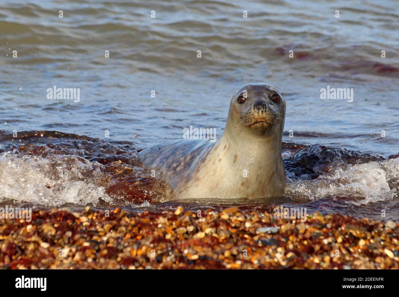 Seal looking direct hi-res stock photography and images - Alamy
