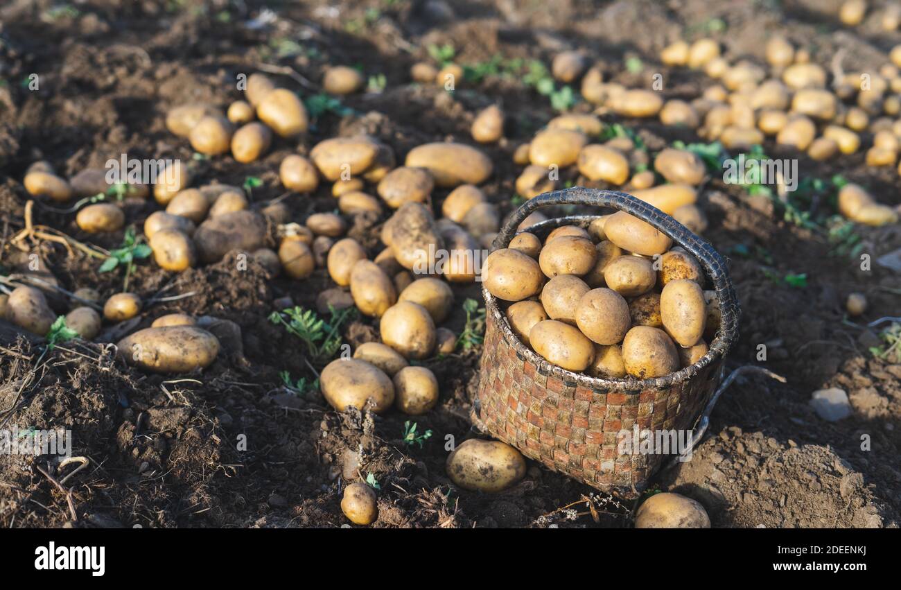 Potatoes fresh from the ground. Basket with potatoes. Farming Stock ...