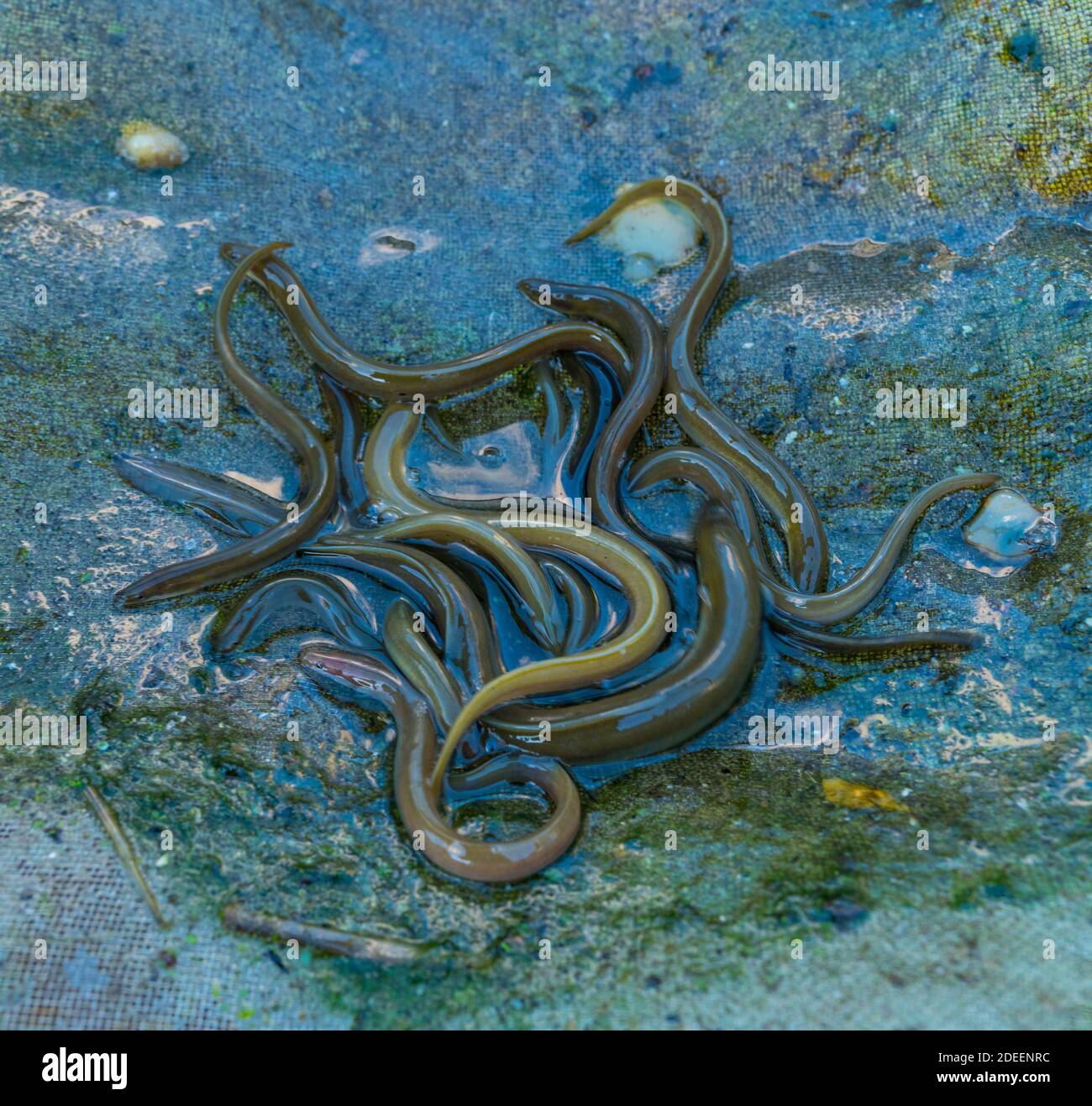 Release of European Eels in the Saja River to strengthen the population ...