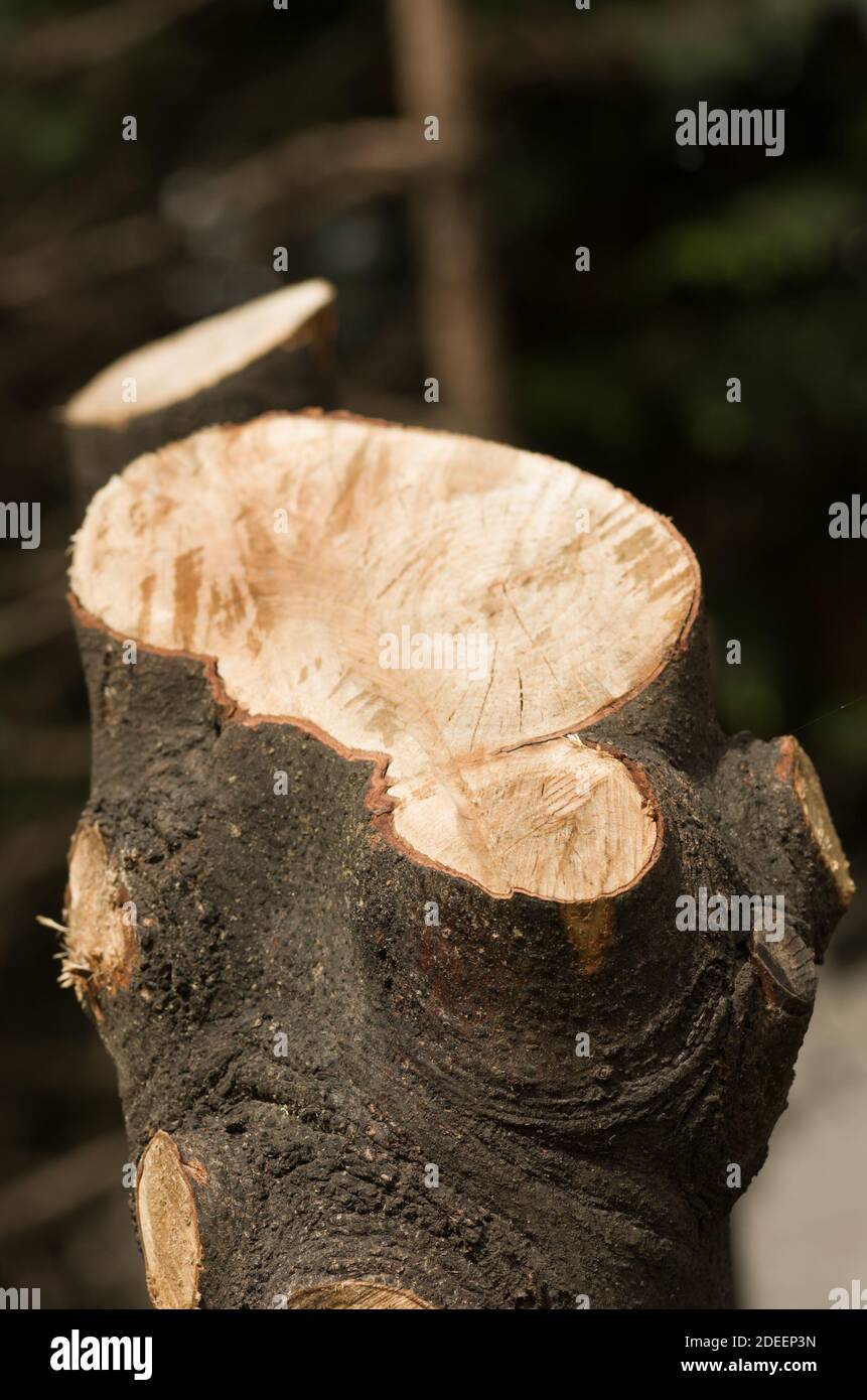 A vertical shot of a cut tree trunk in the forest Stock Photo - Alamy