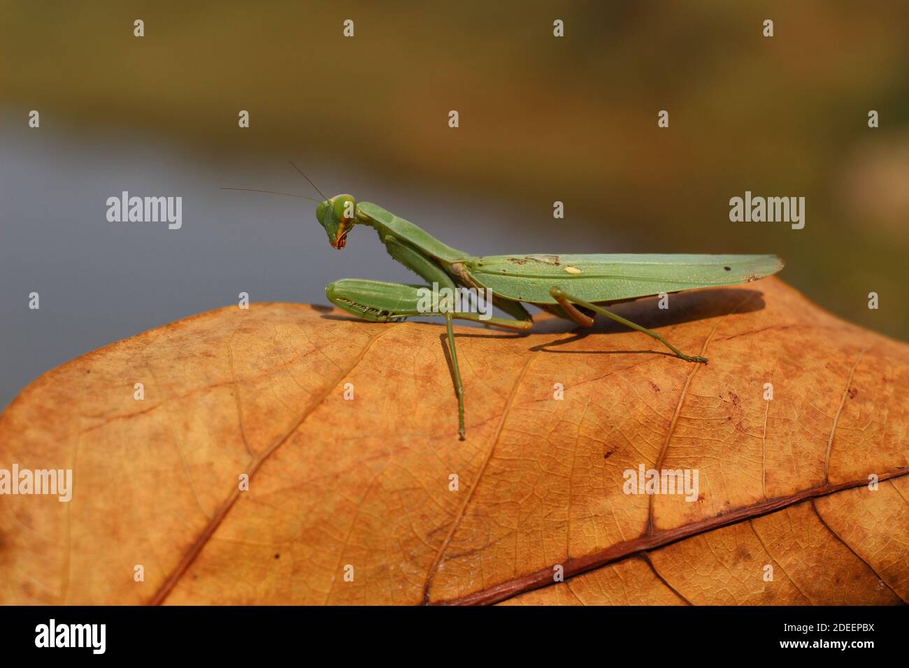 dangerous mantis ready to hunt on prey big green mantis on hunt Stock ...