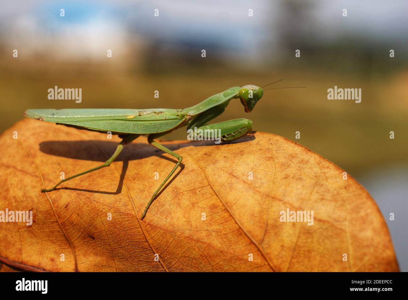 dangerous mantis ready to hunt on prey big green mantis on hunt Stock ...