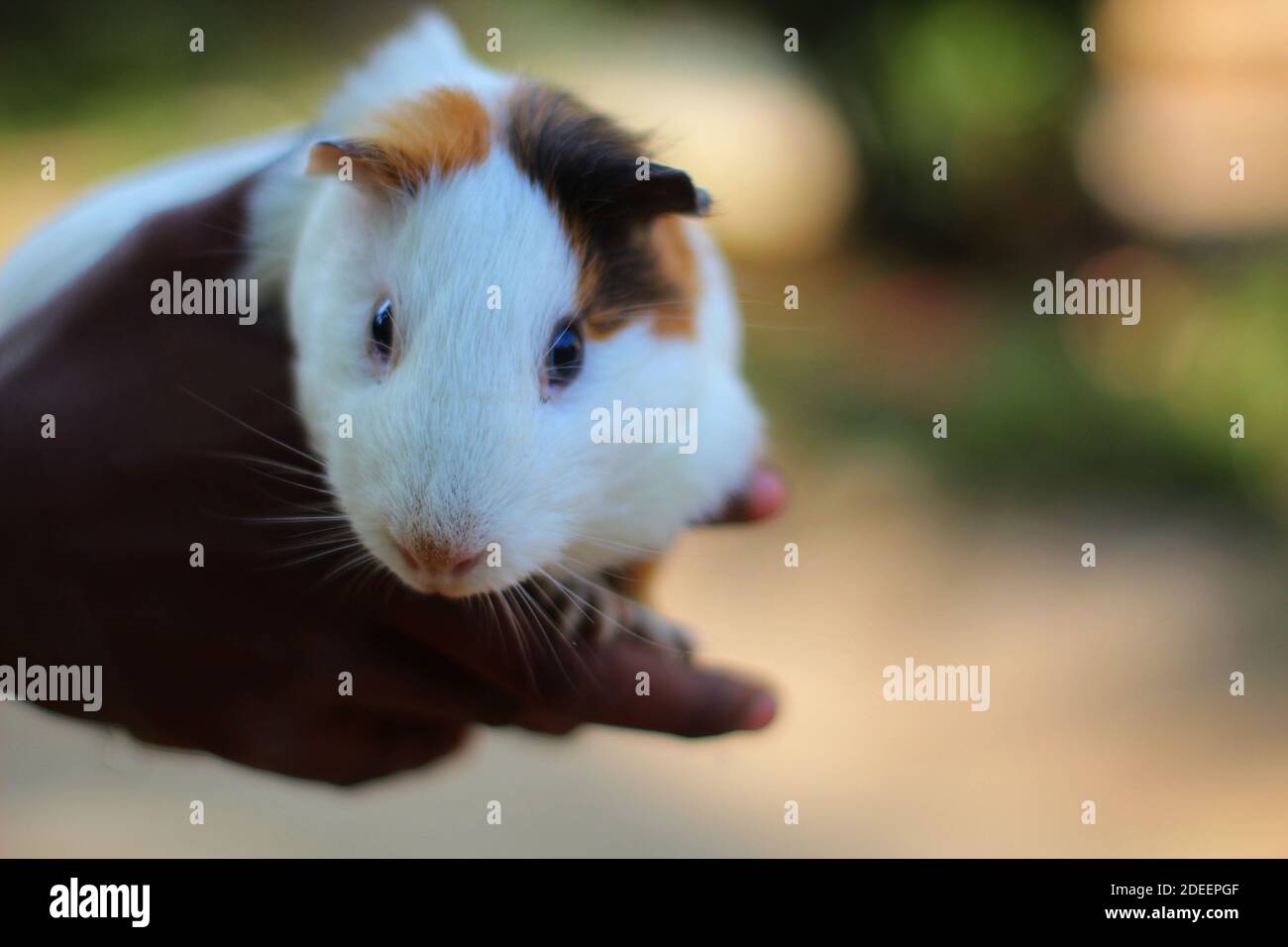 cute guinea pig potrait of cute little guinea pig wildlife photography ...