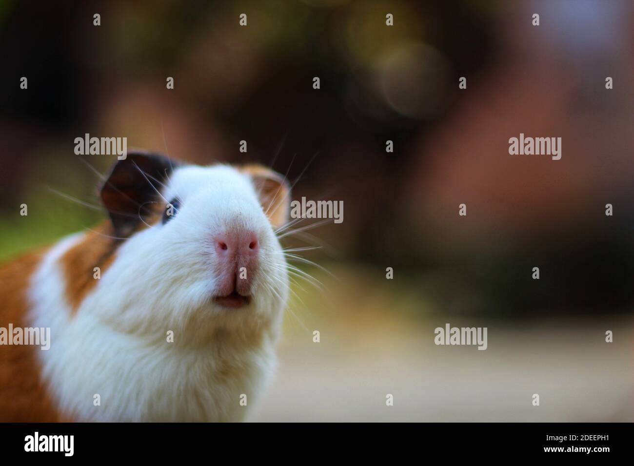 cute guinea pig potrait of cute little guinea pig wildlife photography ...