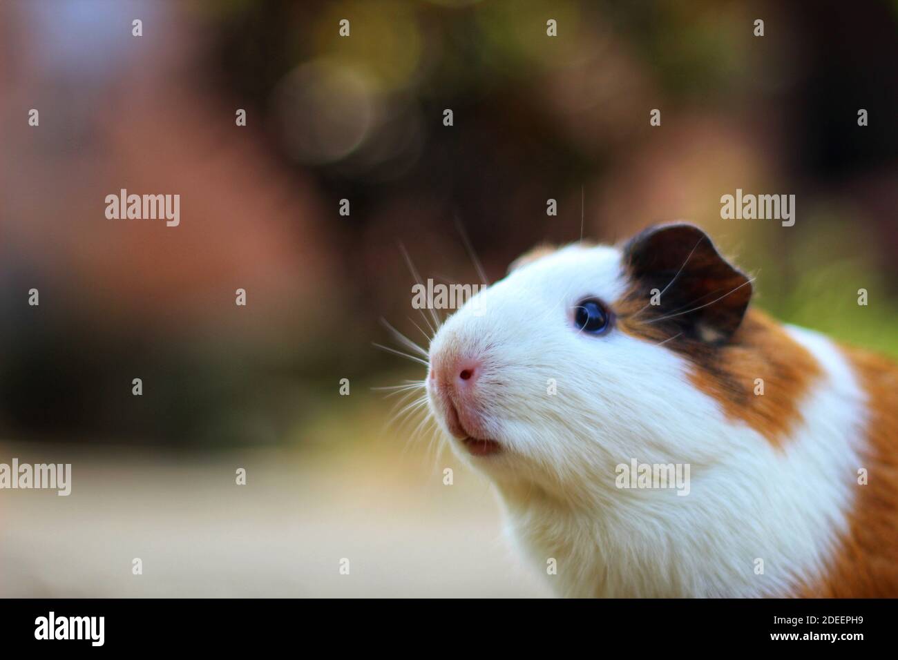 cute guinea pig potrait of cute little guinea pig wildlife photography ...