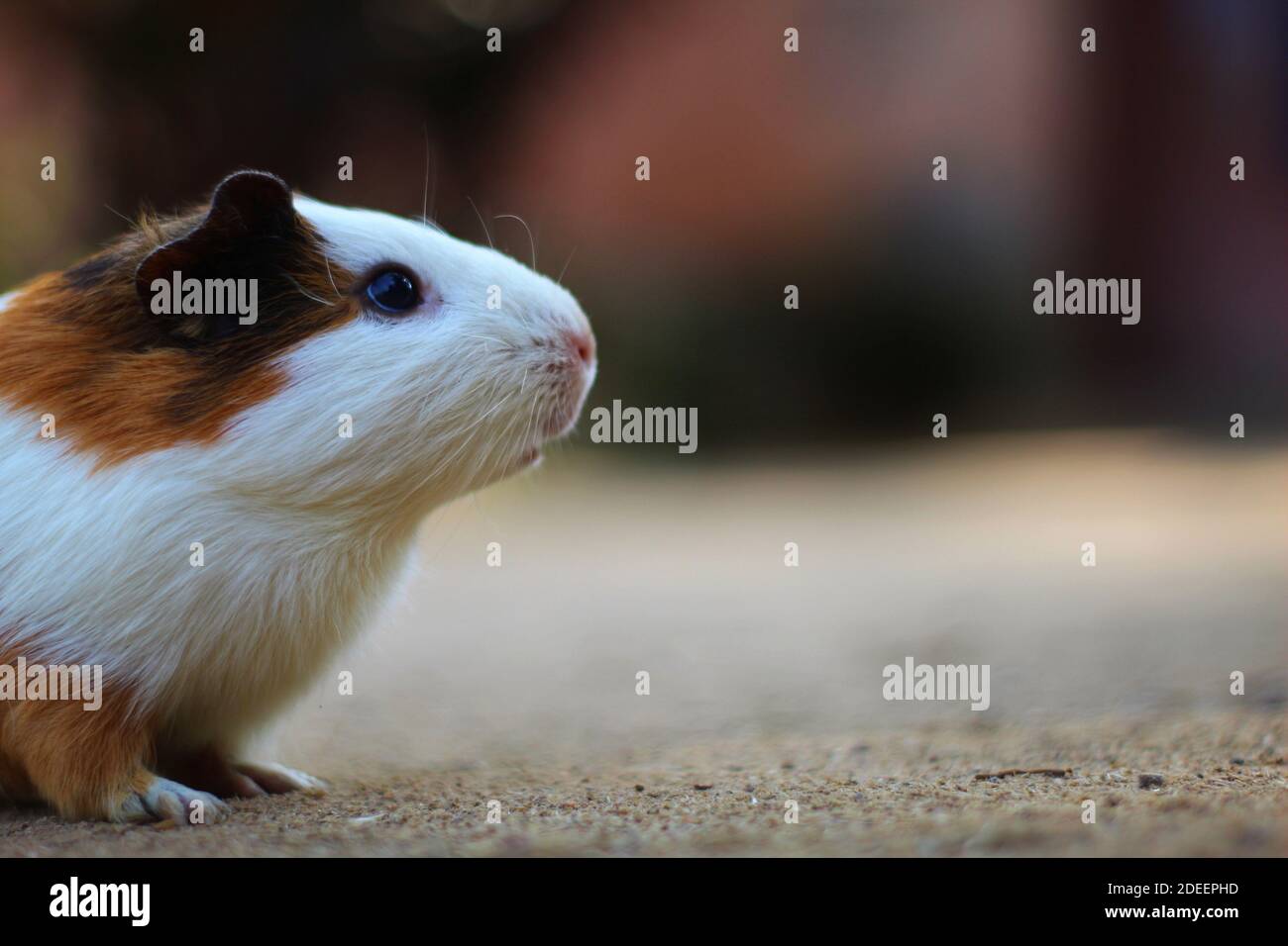 cute guinea pig potrait of cute little guinea pig wildlife photography ...