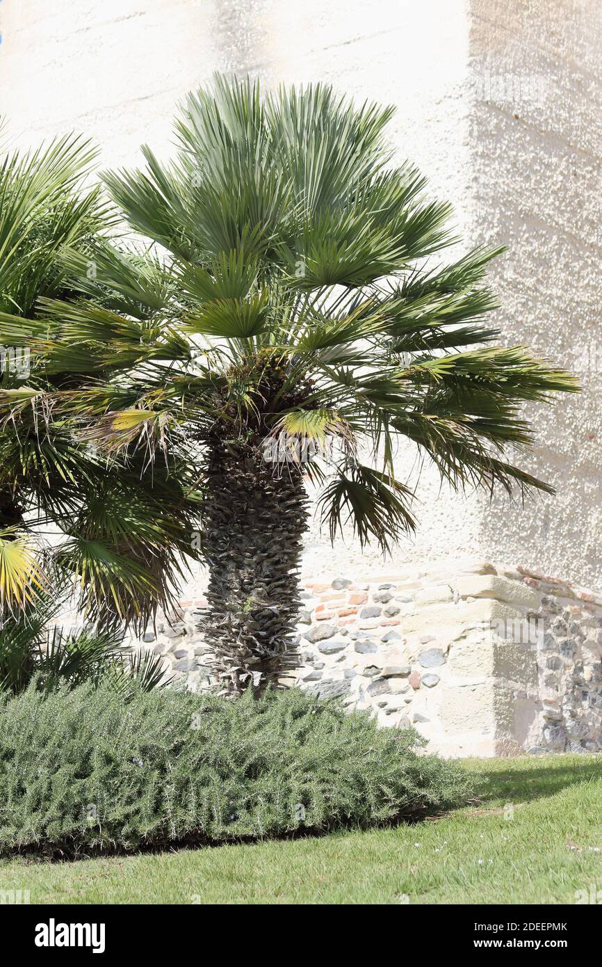 European fan palm hi-res stock photography and images - Alamy