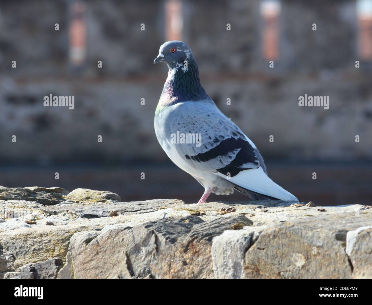 Rock Dove - Columba Livia Stock Photo - Alamy