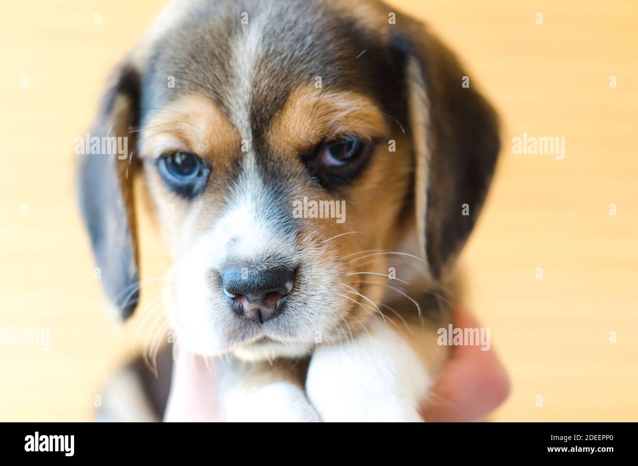 cute beagle puppy head closeup Stock Photo - Alamy