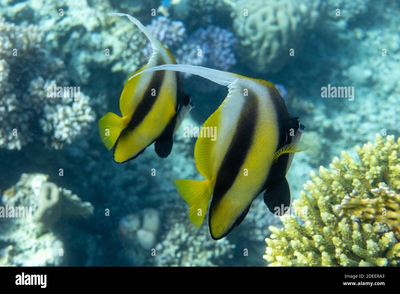 Pennant coral fish hi-res stock photography and images - Alamy