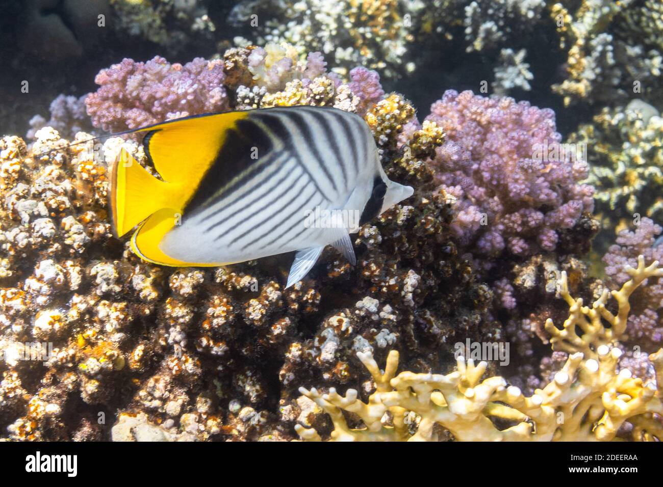 Butterfly Fish near coral reef in the ocean. Threadfin Butterflyfish ...