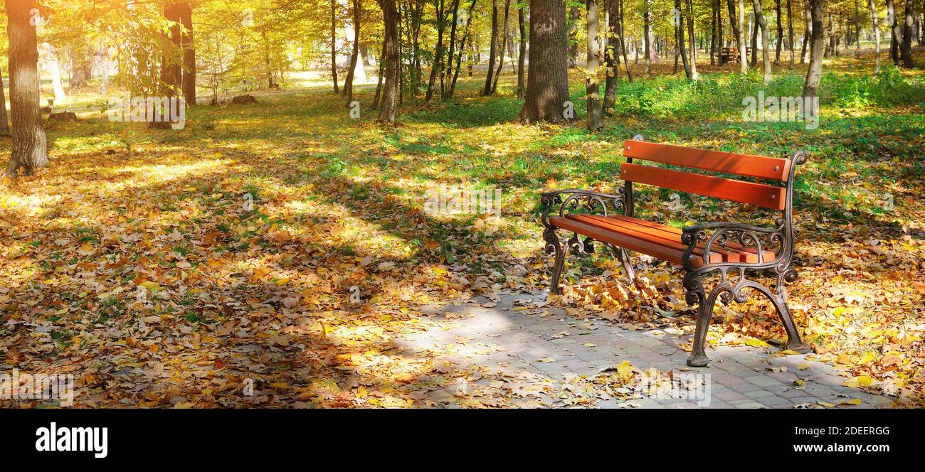 Beautiful autumn park with paths and benches. Bright yellow leaves and ...