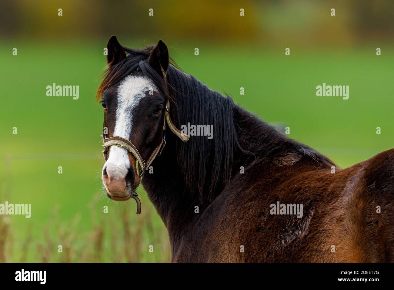 A portrait of a horse Stock Photo - Alamy