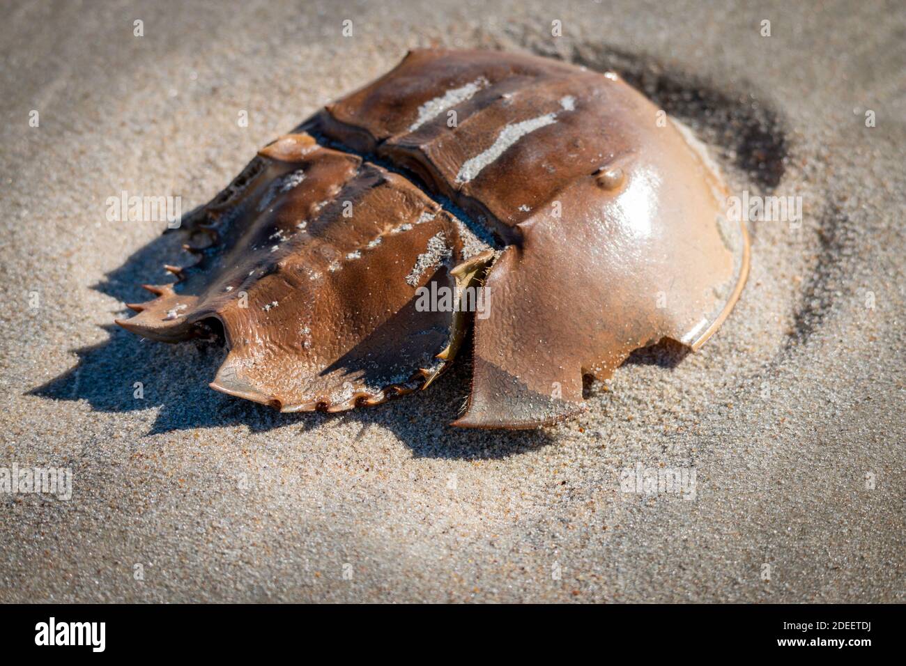 The empty shell of a horseshoe crab on the shore of the Outer Banks ...