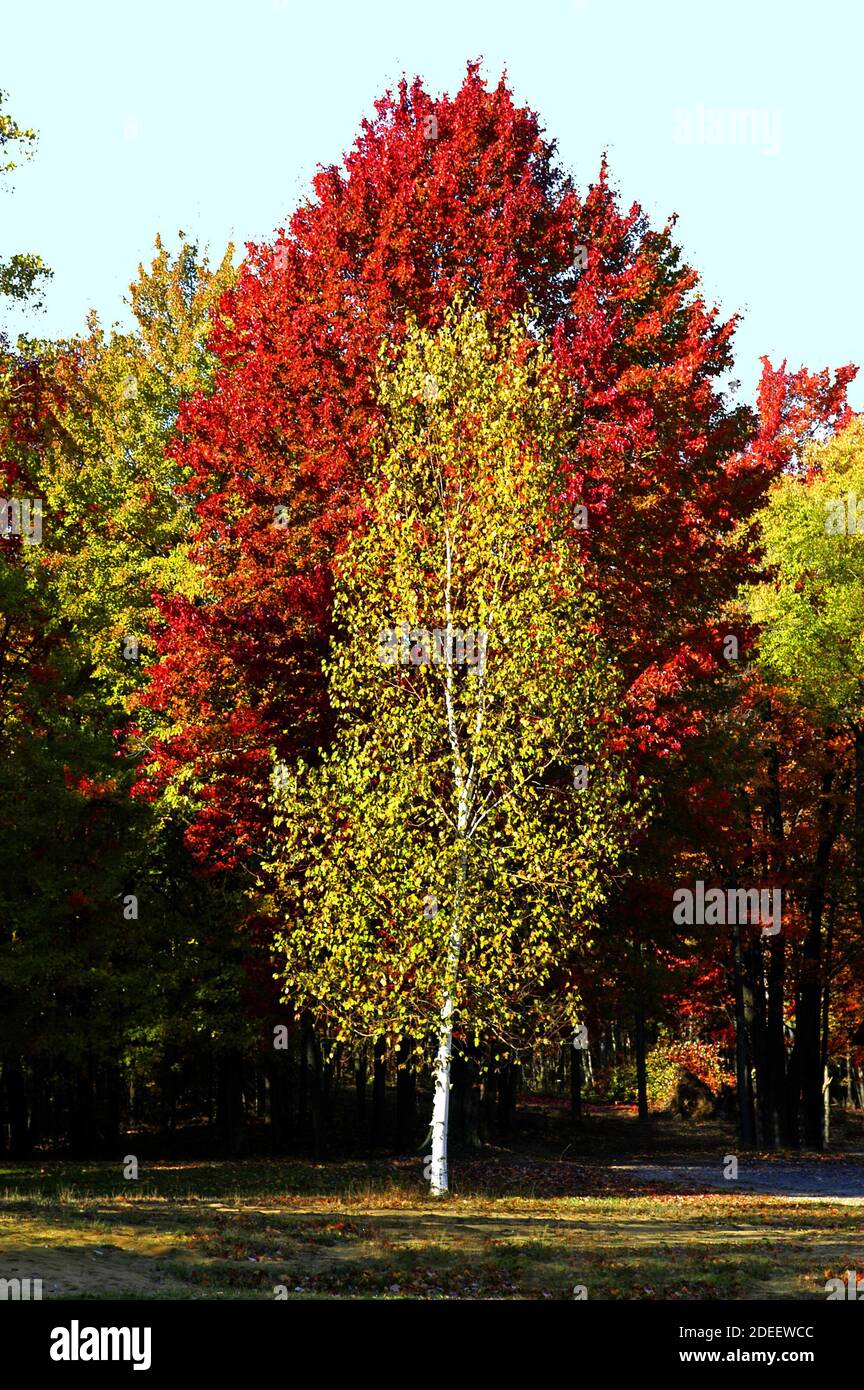 White birch trees hi-res stock photography and images - Alamy