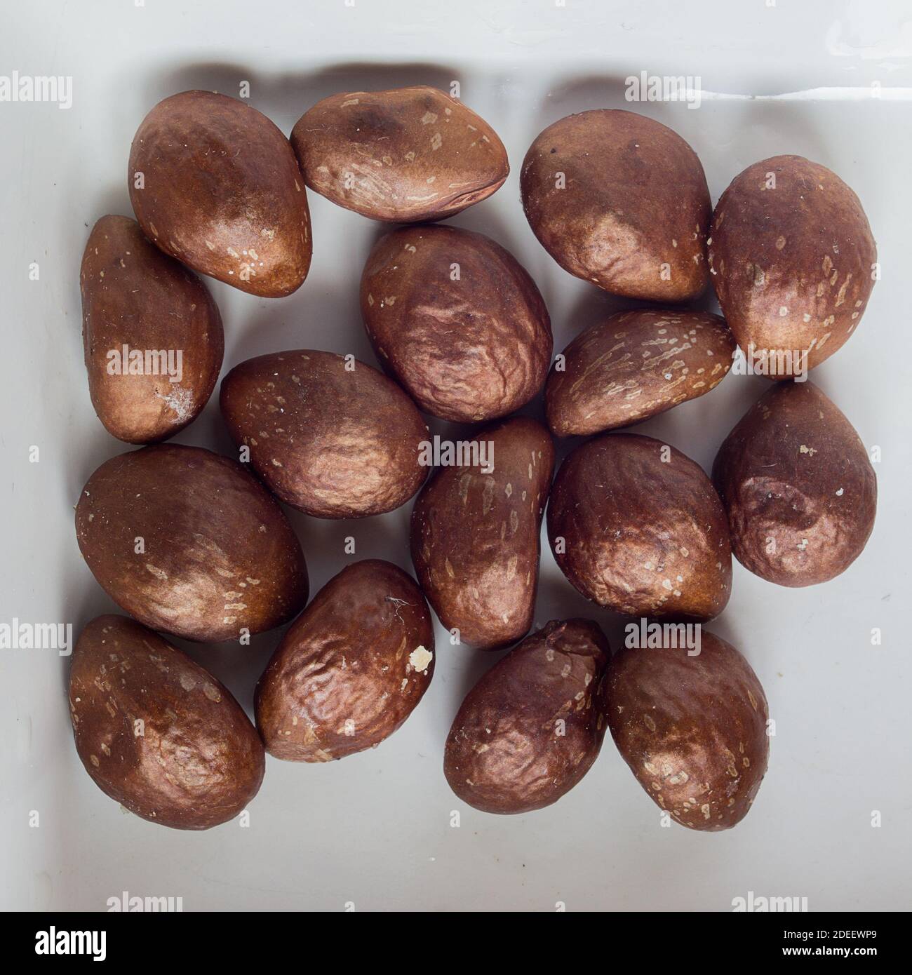 A group of medlar seeds and fruit trees. Organic cultivation of healthy ...