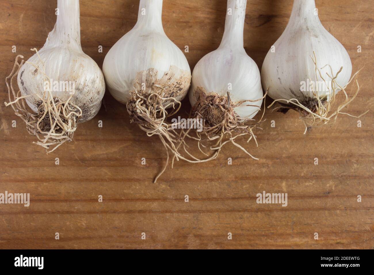 Overhead view of four organic garlic heads on a wooden table with space ...