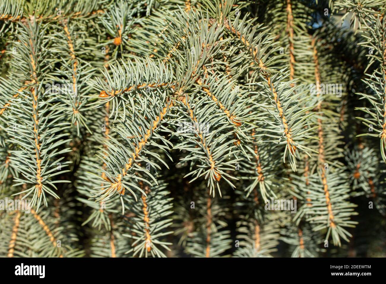 Full frame abstract texture background of fresh needles and branches on ...