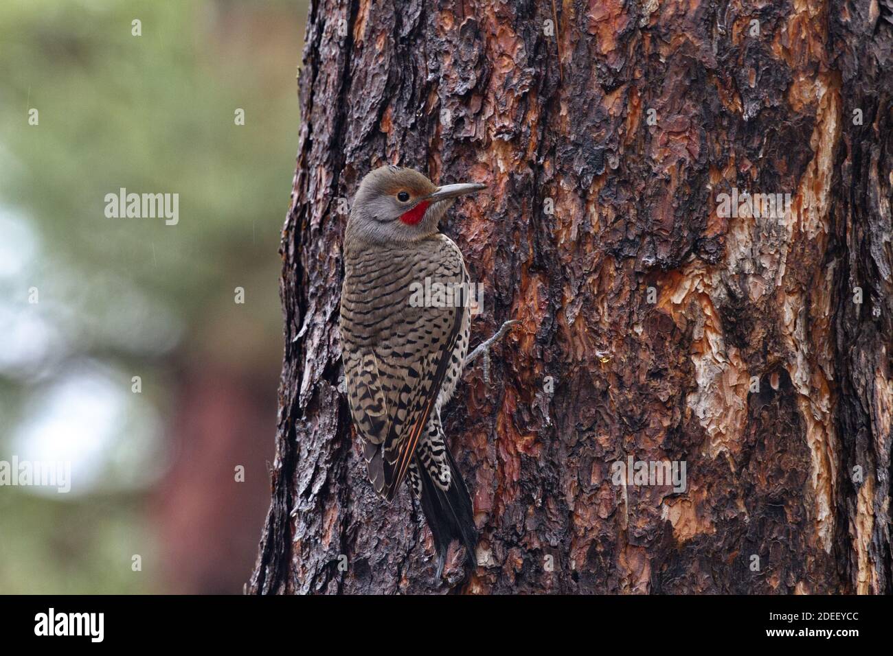 Northern flicker bird hi-res stock photography and images - Alamy