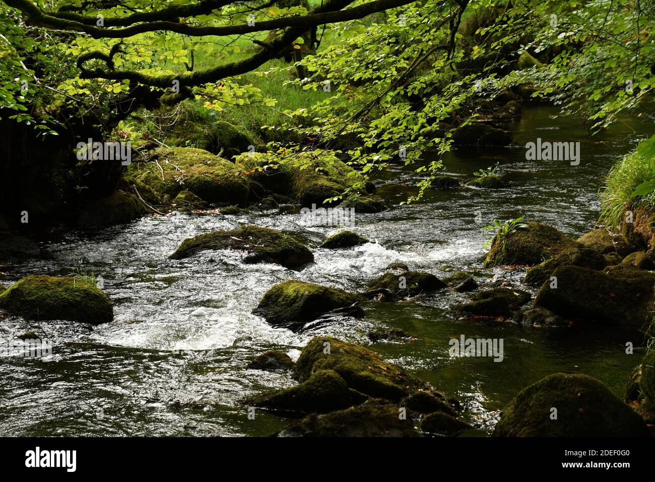 Cascade on the Fowey river at the Golitha Falls as it passes through ...