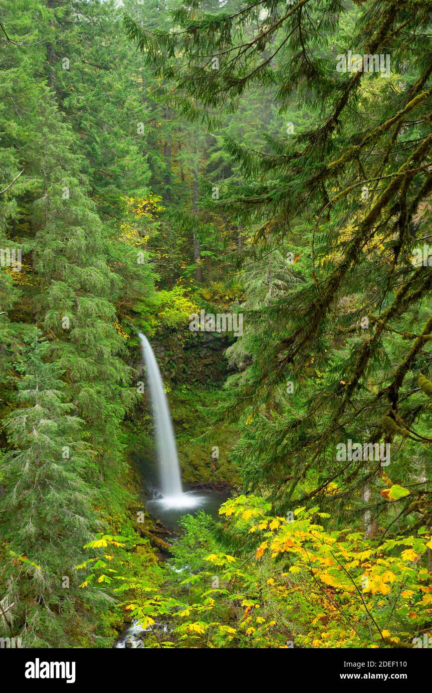 Miller Falls along the Lewis River Trail, Gifford Pinchot National ...