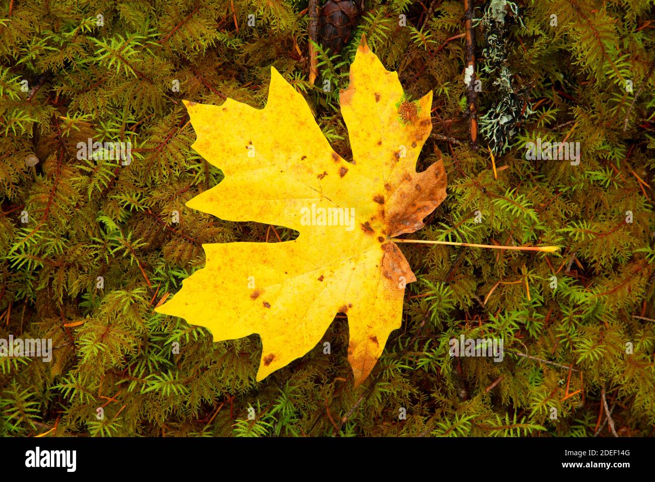 Bigleaf maple (Acer macrophyllum) leaf in autumn along the Lewis River ...