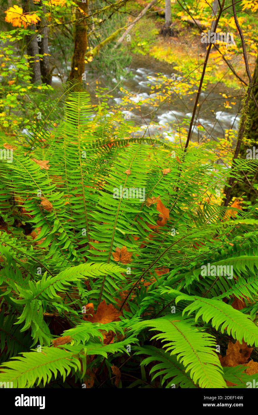 Western sword fern (Polystichum munitum) along the Lewis River Trail ...