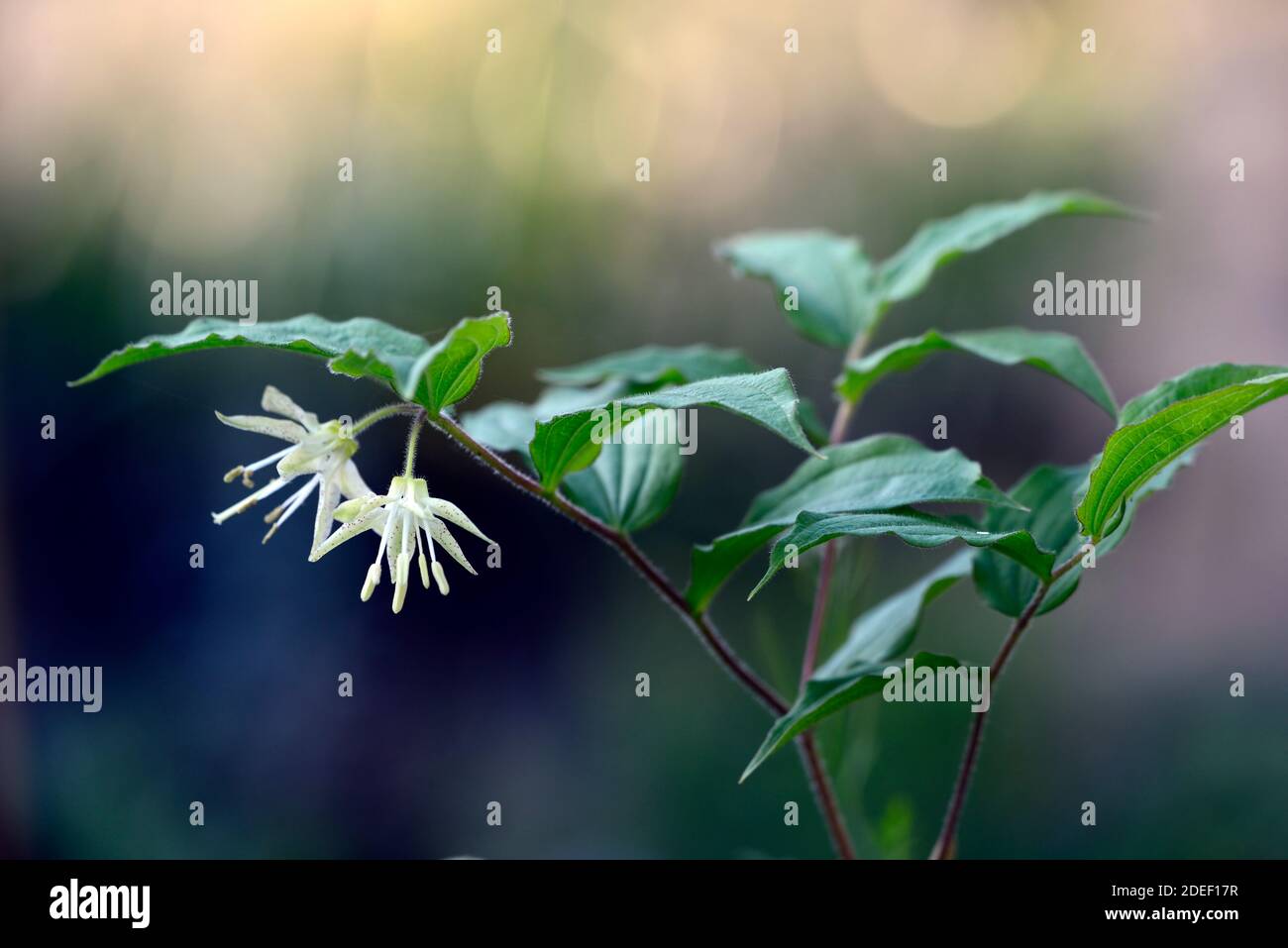 Prosartes maculata,Disporum Maculatum,spotted fairybells,Spotted ...
