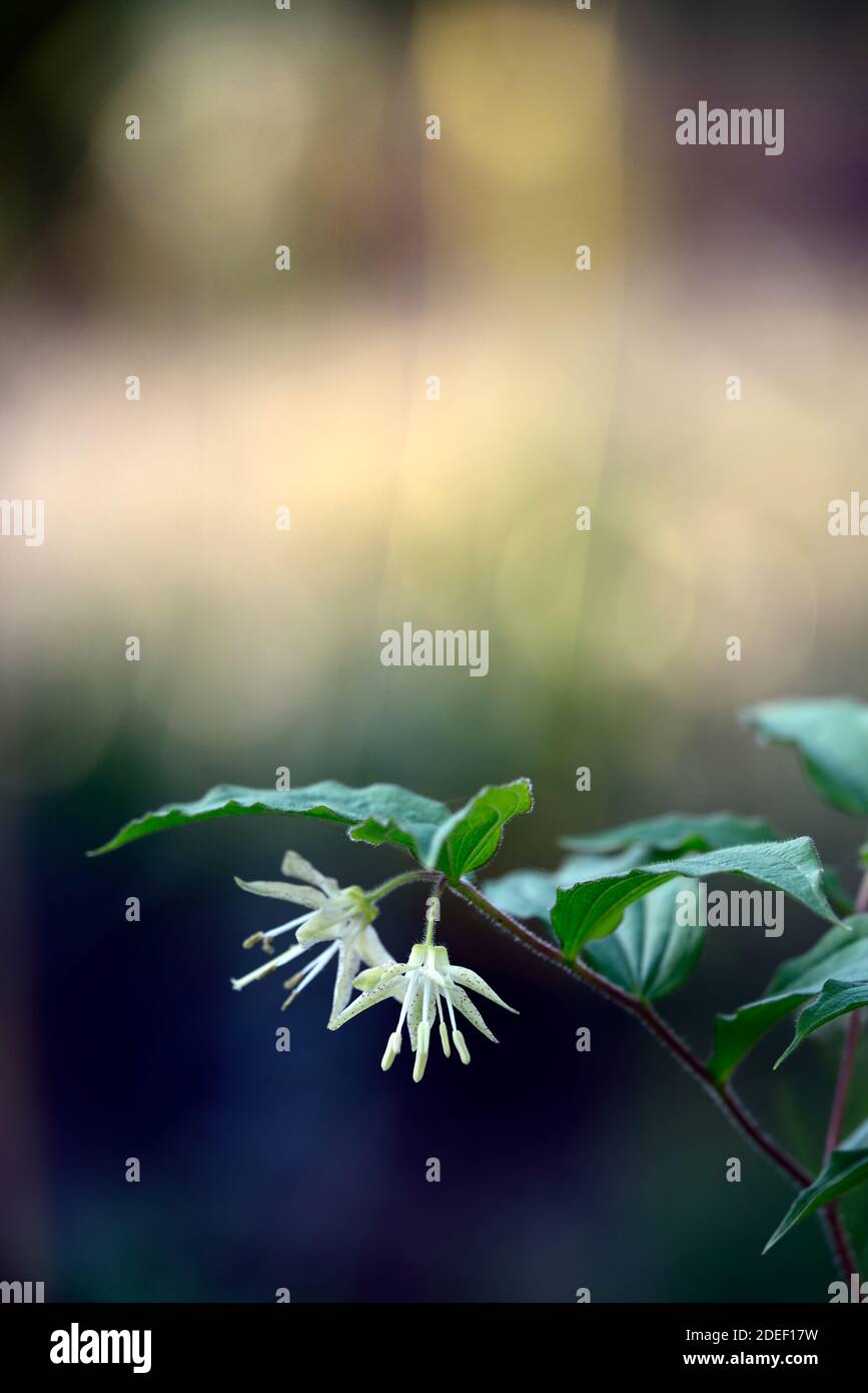 Spotted white flowers hi-res stock photography and images - Alamy