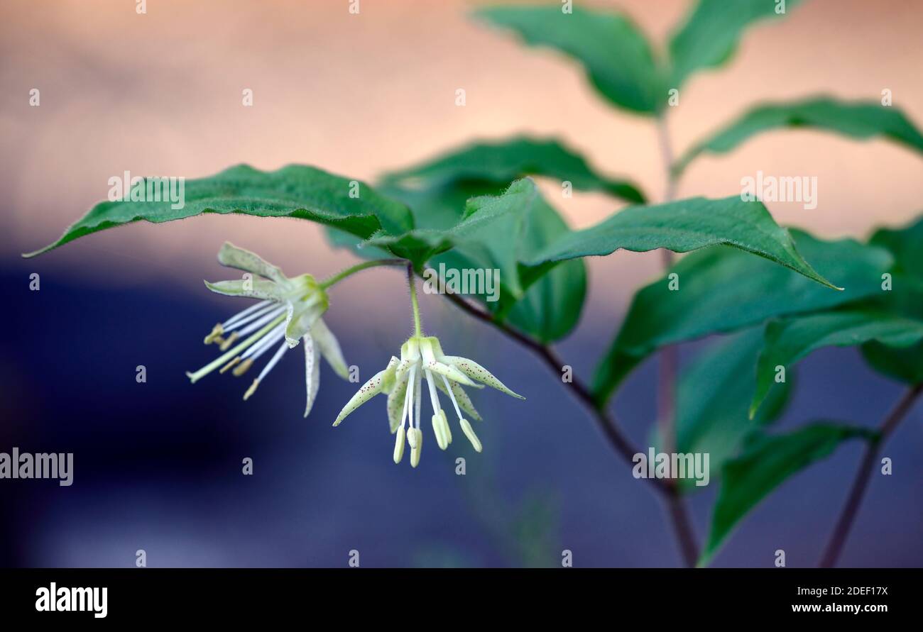 Spotted white flowers hi-res stock photography and images - Alamy