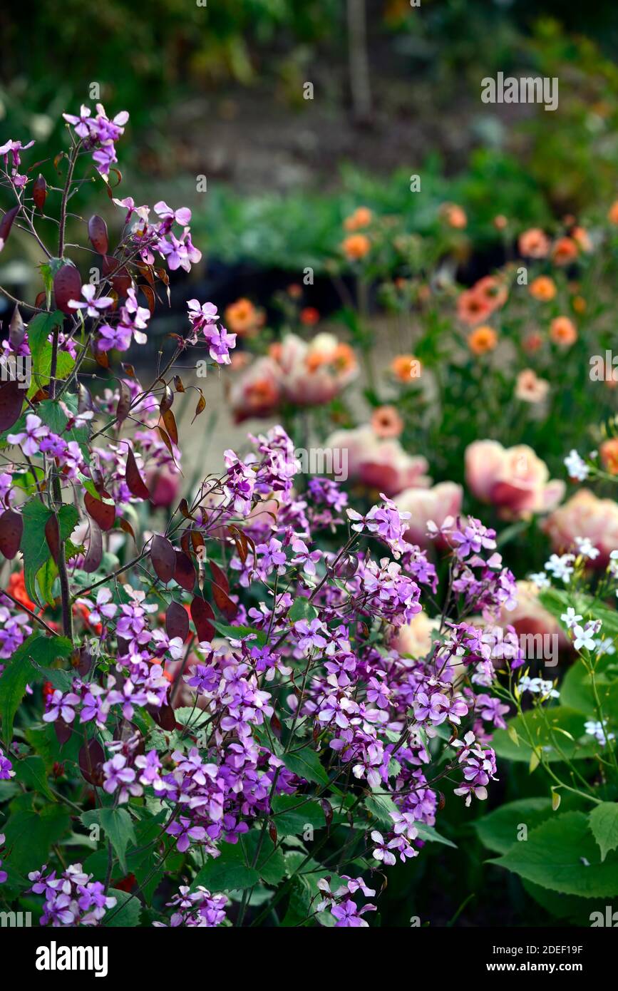 Lunaria annua chedglow hi-res stock photography and images - Alamy