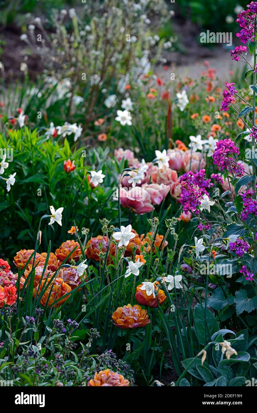 Lunaria annua chedglow hi-res stock photography and images - Alamy