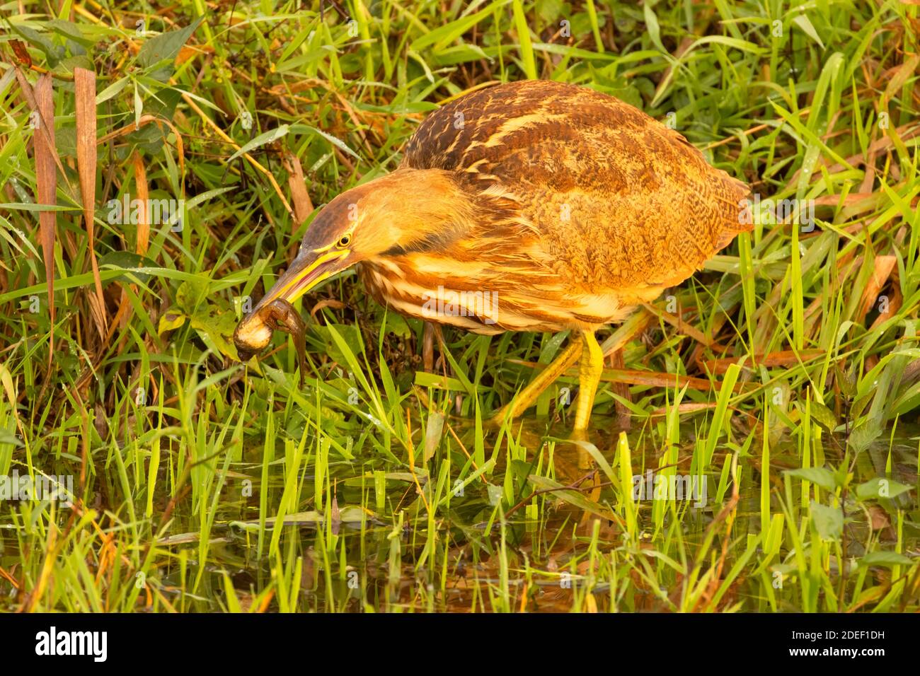 American bittern (Botaurus lentiginosus) with tadpole, Ridgefield ...