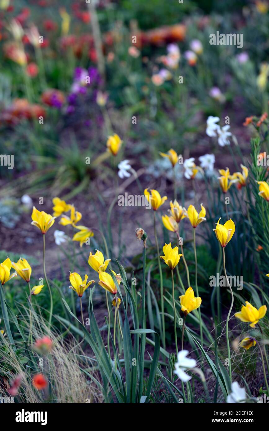 tulip sylvestris,tulipa sylvestris,yellow tulips,yellow tulip flowers ...
