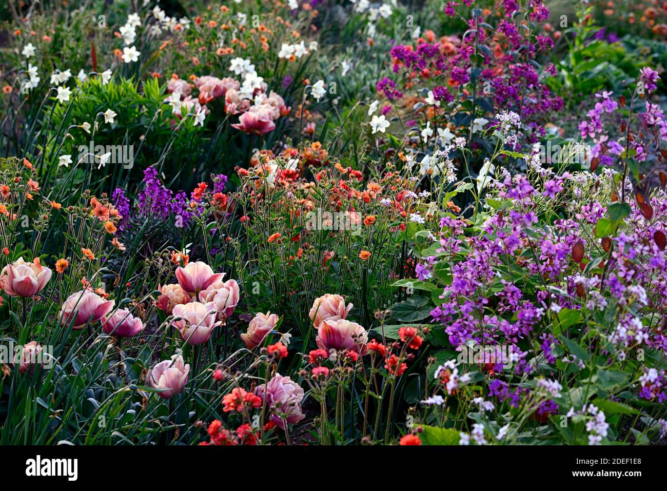 Geum totally tangerine,Lunaria annua,purple honesty,creamy pink double ...