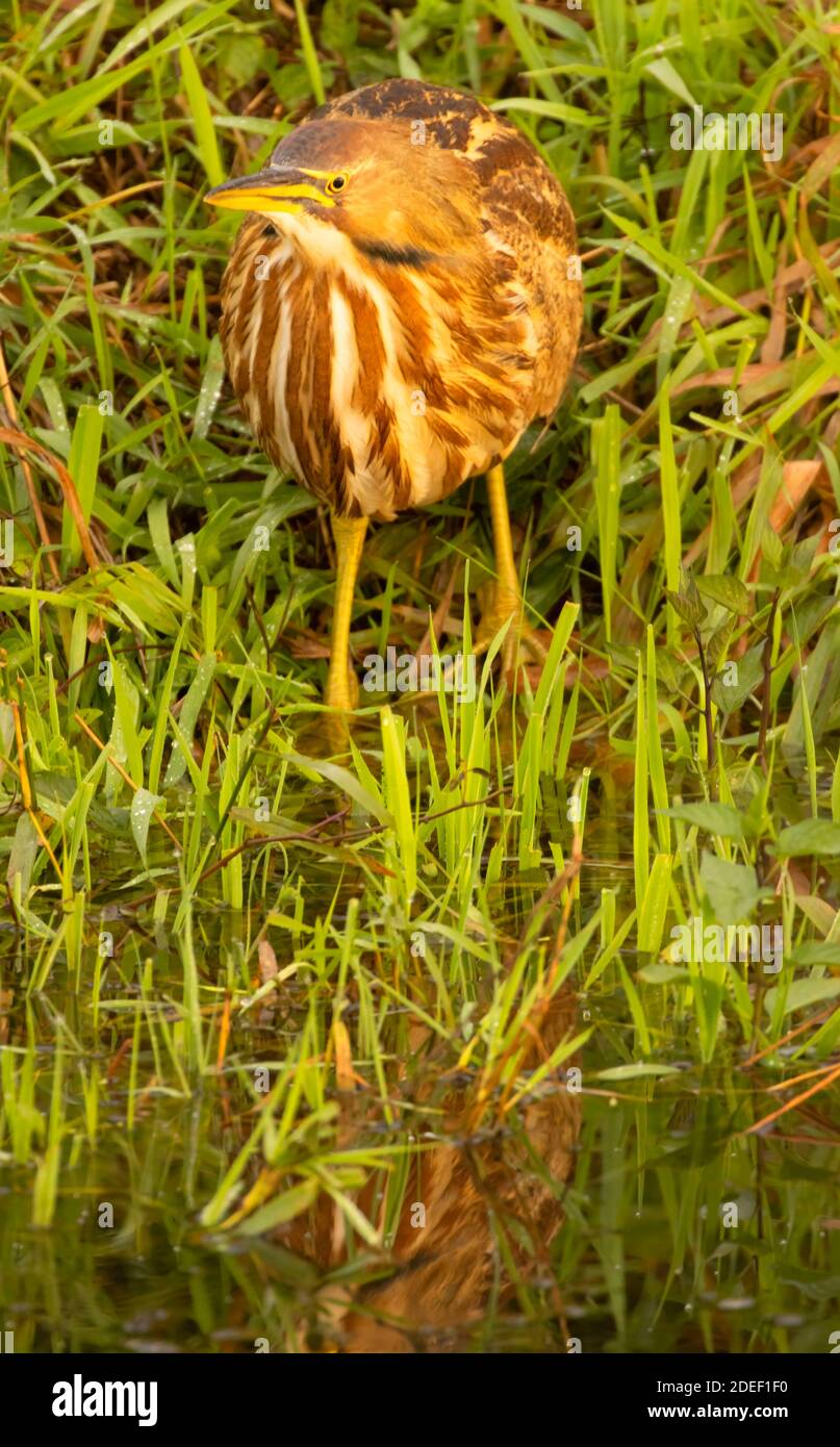 American bittern (Botaurus lentiginosus), Ridgefield National Wildlife ...