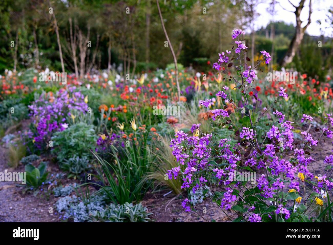 Lunaria annua chedglow hi-res stock photography and images - Alamy