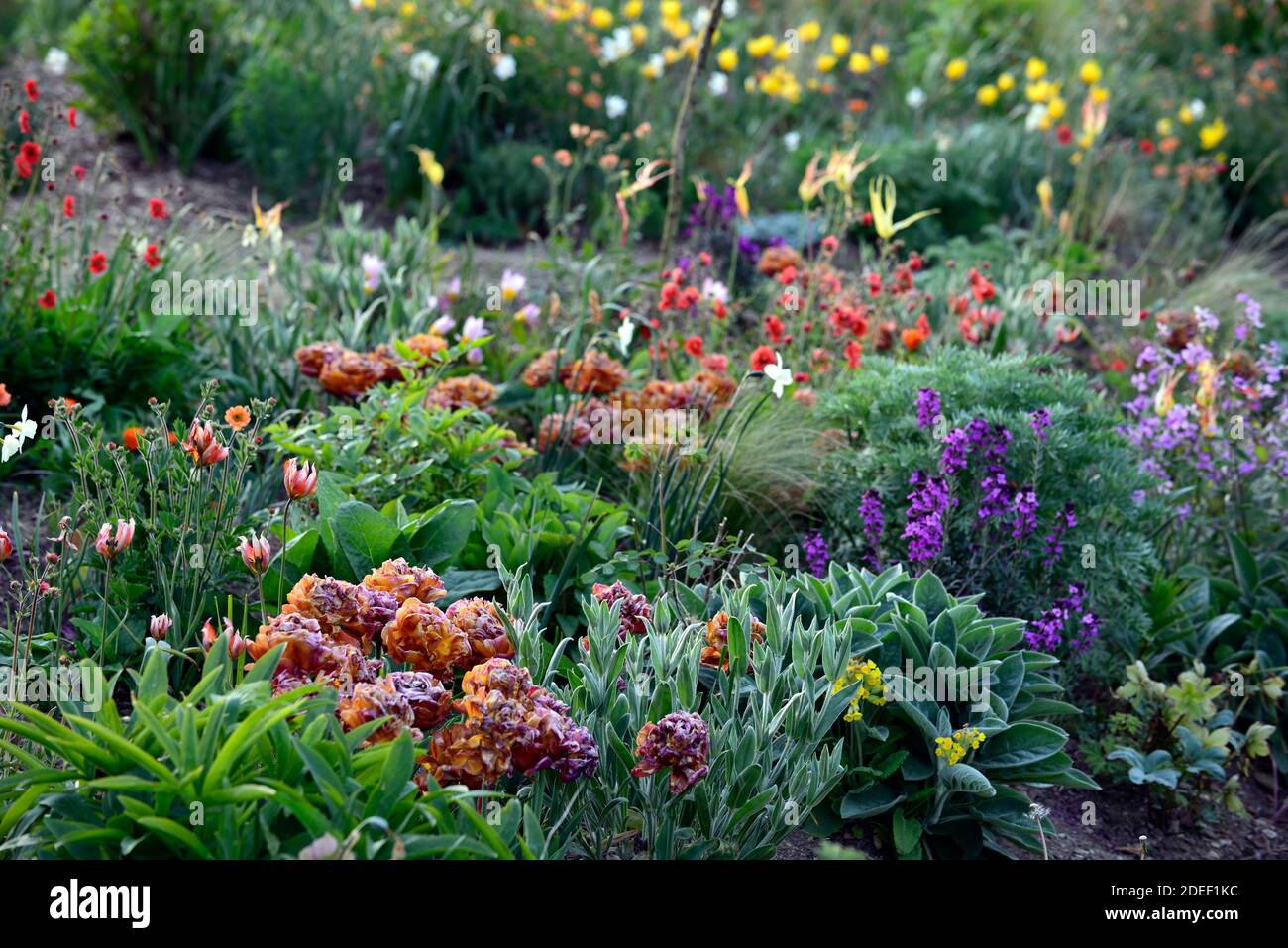Lunaria annua chedglow hi-res stock photography and images - Alamy