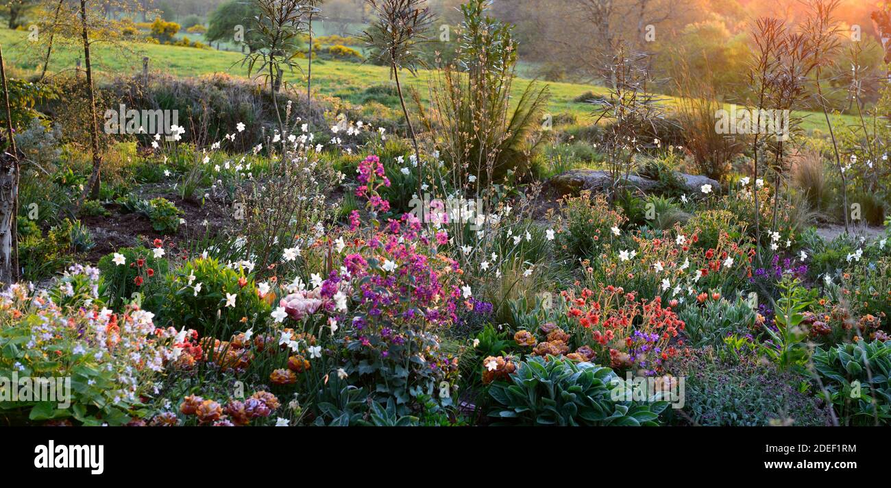 Pseudopanax lessonii dark star hi-res stock photography and images - Alamy