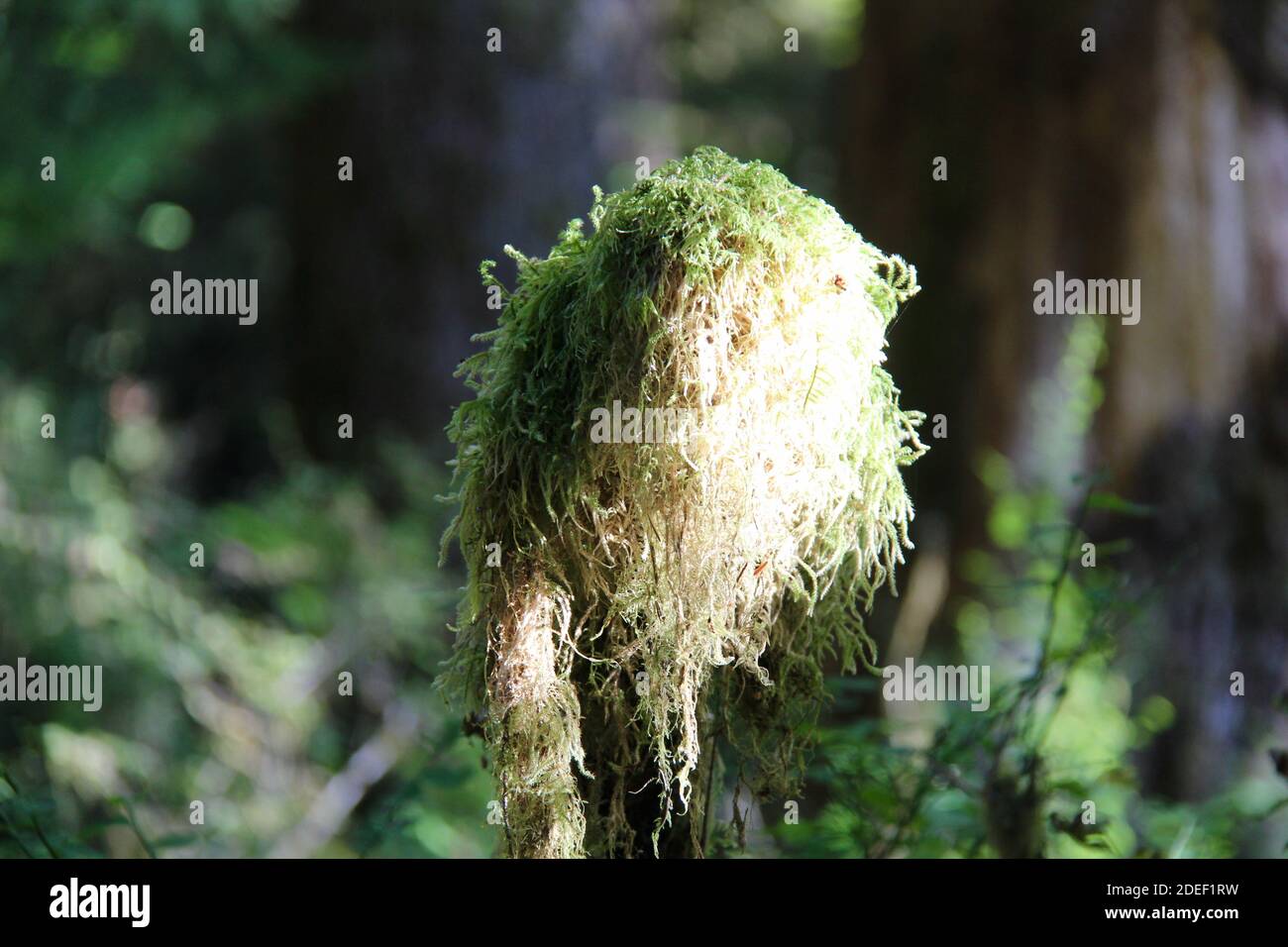 Moss bunch hi-res stock photography and images - Alamy