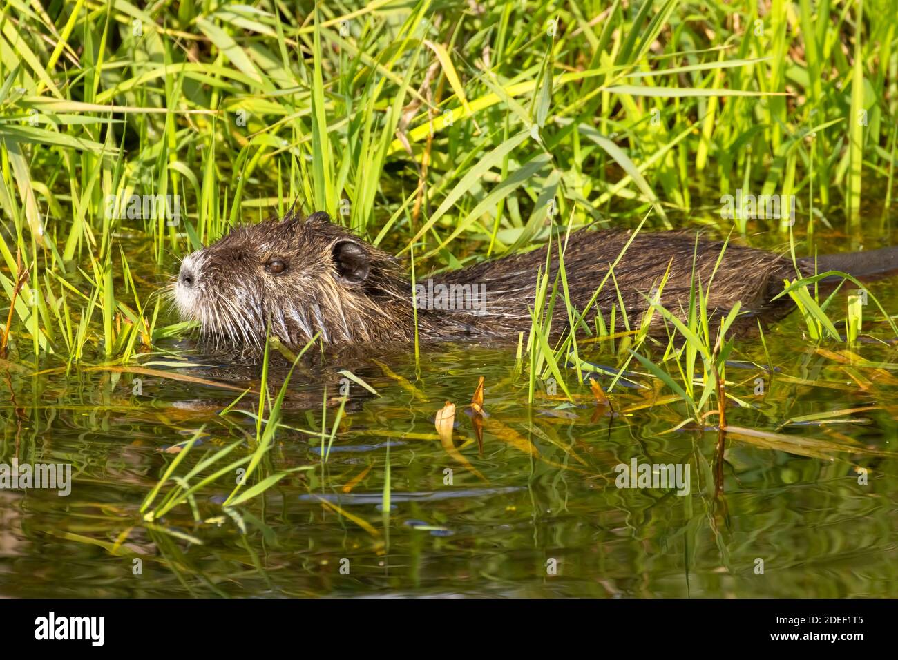 Nutria (Myocastor coypus), Ridgefield National Wildlife Refuge ...