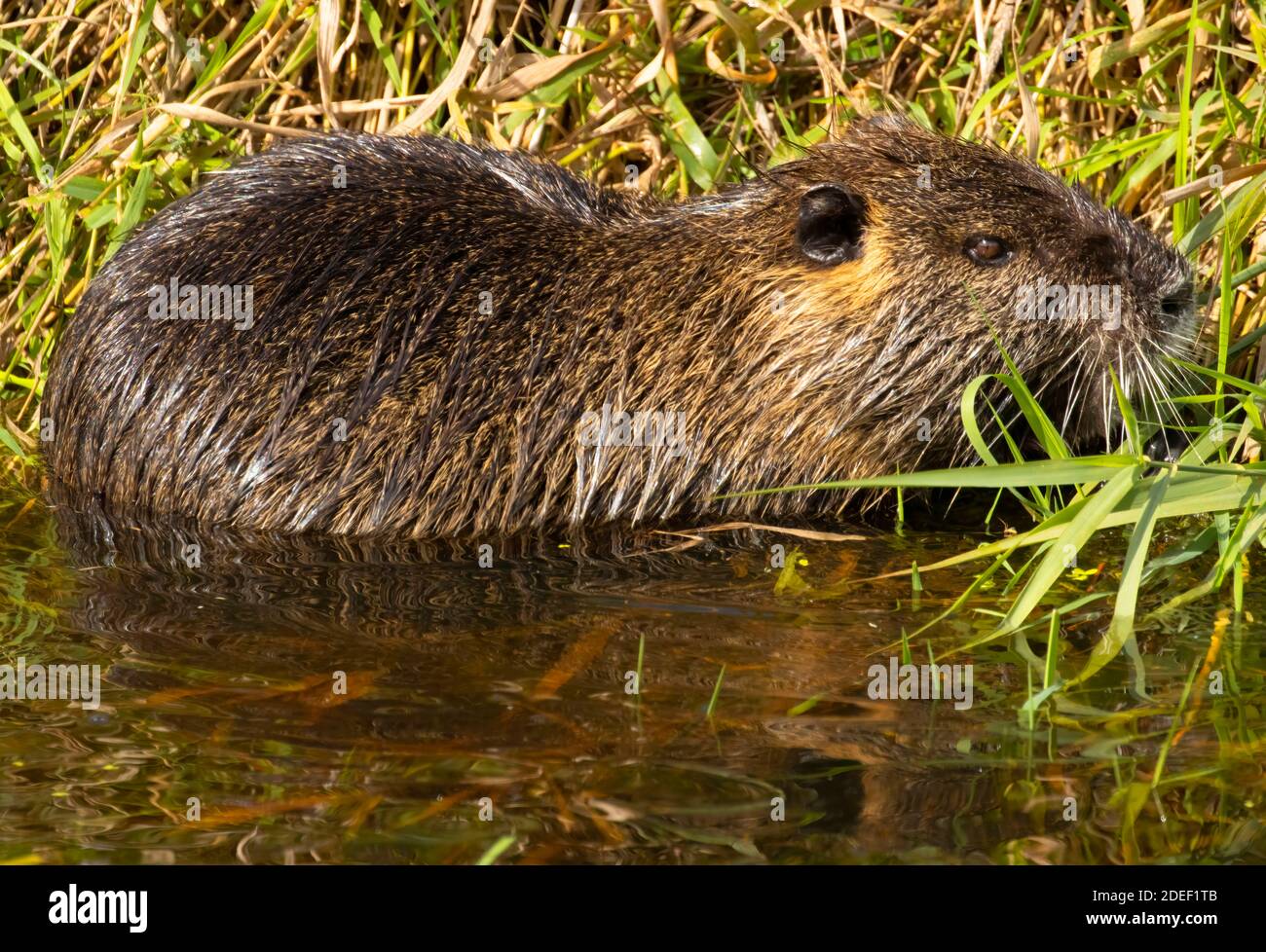 Myocastor coypus united states hi-res stock photography and images - Alamy