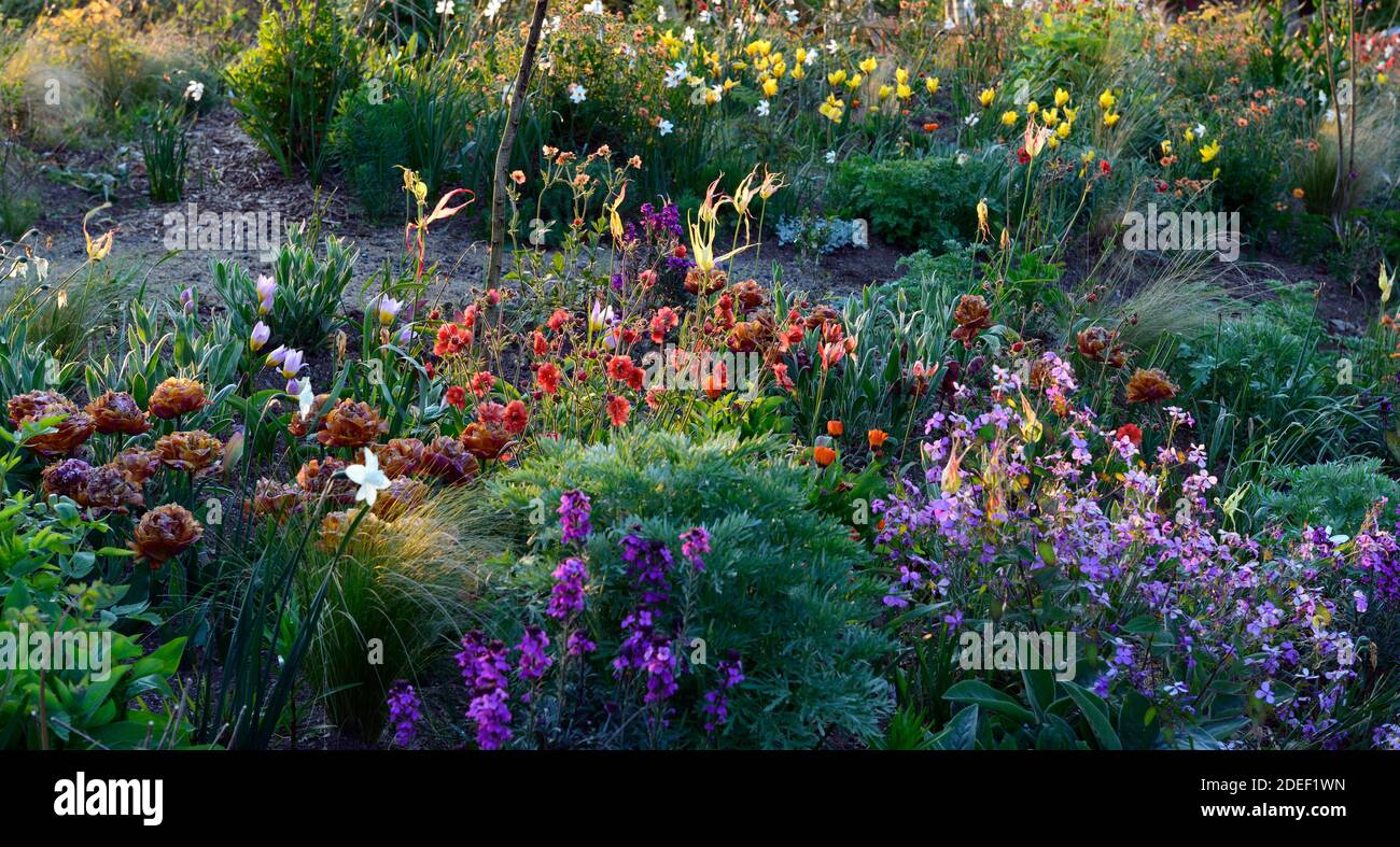 Lunaria annua chedglow hi-res stock photography and images - Alamy