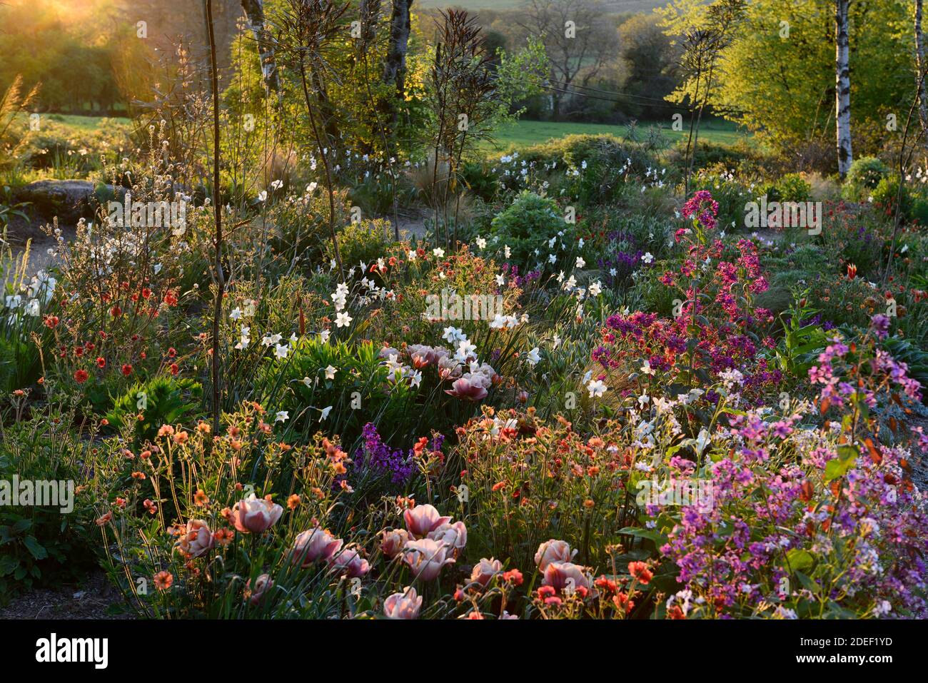 Lunaria annua chedglow hi-res stock photography and images - Alamy