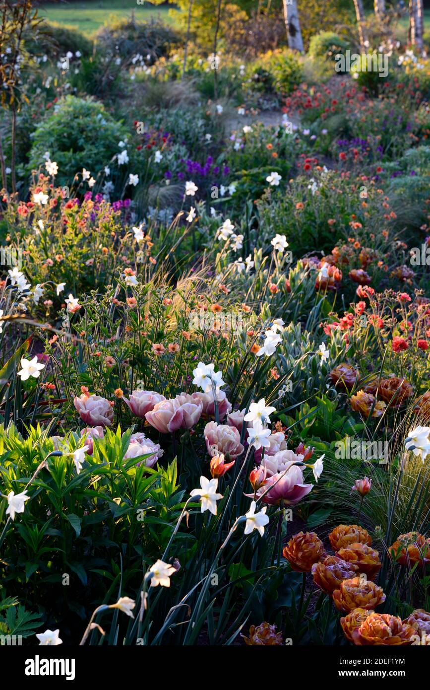 Lunaria annua chedglow hi-res stock photography and images - Alamy
